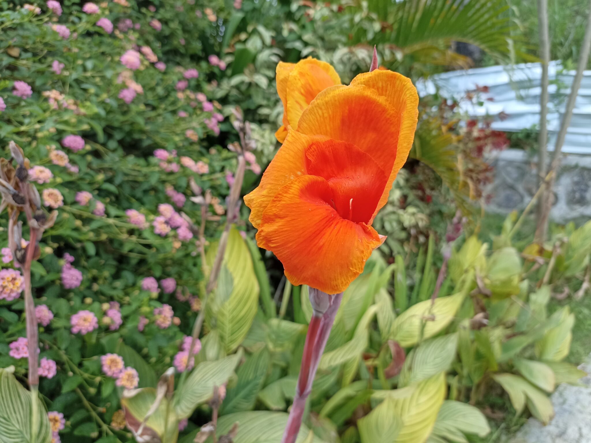 Mengenal bunga tasbih, punya segudang manfaat termasuk menghilangkan ...